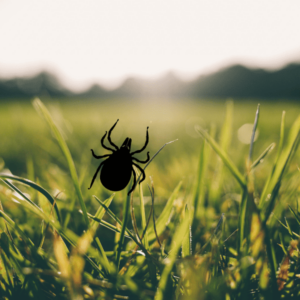 7 Easy Ways to Keep Ticks Away From Your Campsite